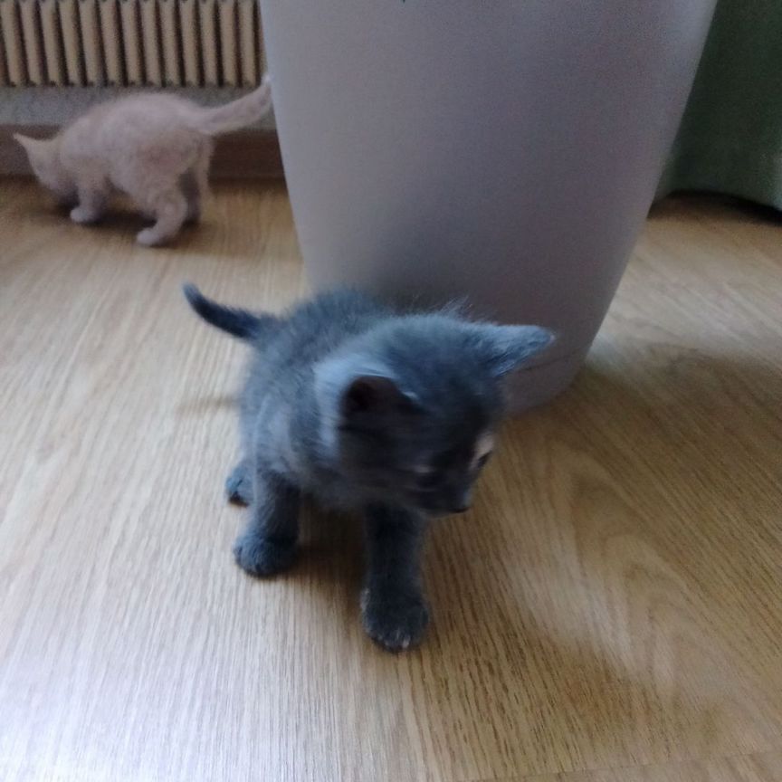 Котята в добрые руки бесплатно