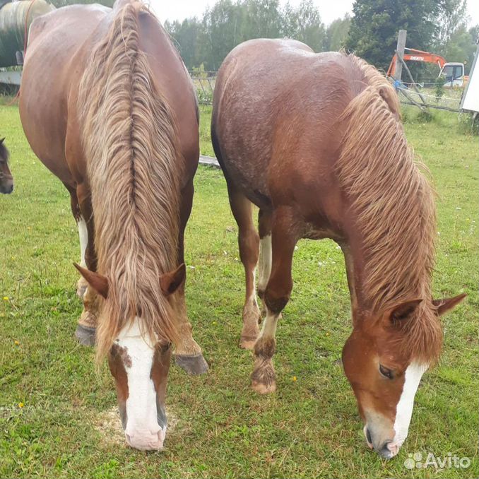 Русский тяжеловоз шикарная пара кобылок