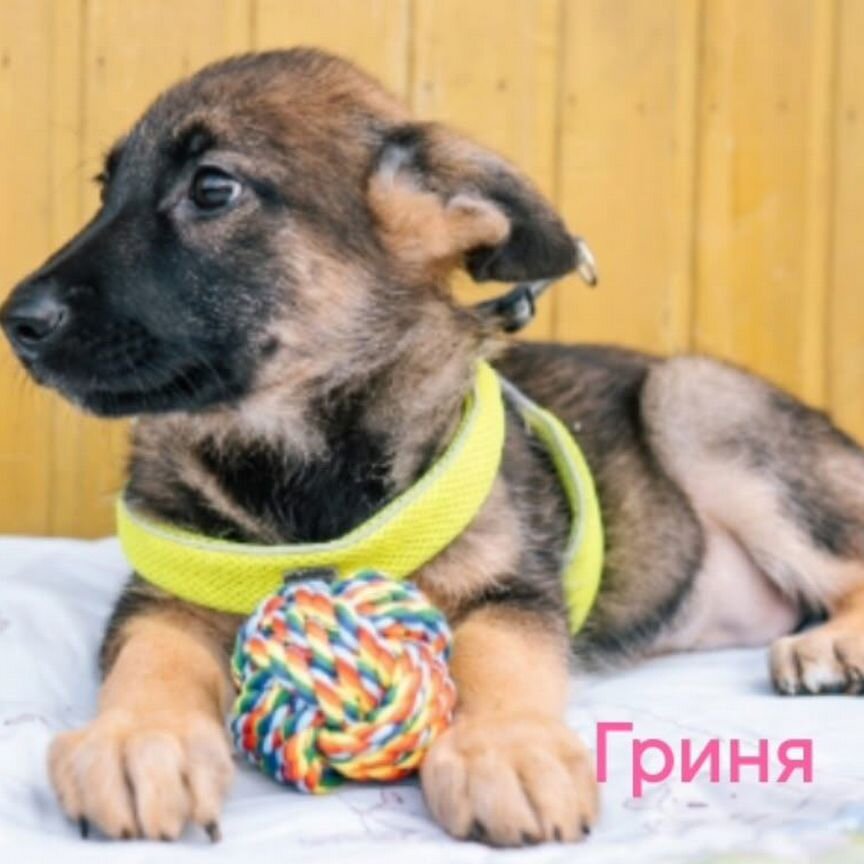 Щенок в добрые руки