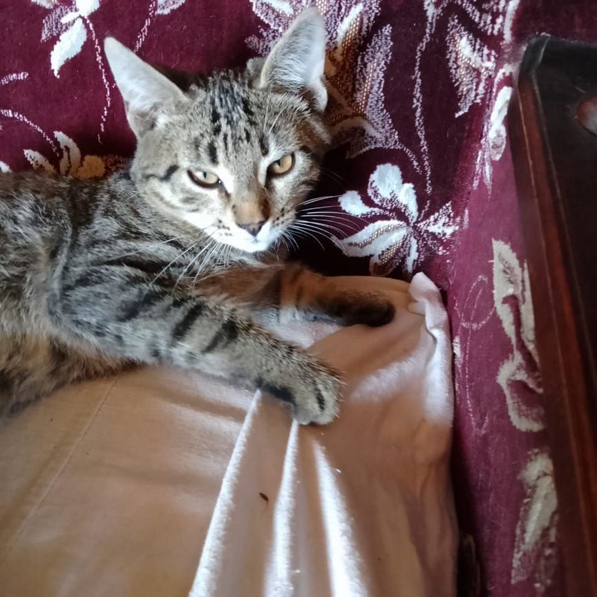 Мальчик и девочка,шпротики в поисках дома