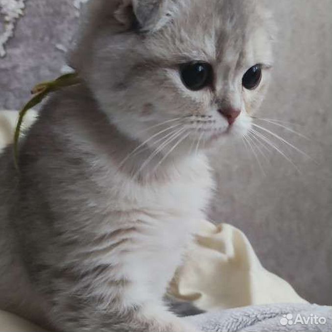 Шотландский мальчик голубой на золоте