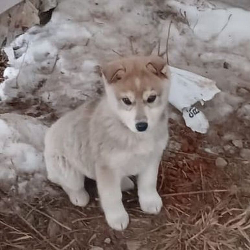 Щенок уличный
