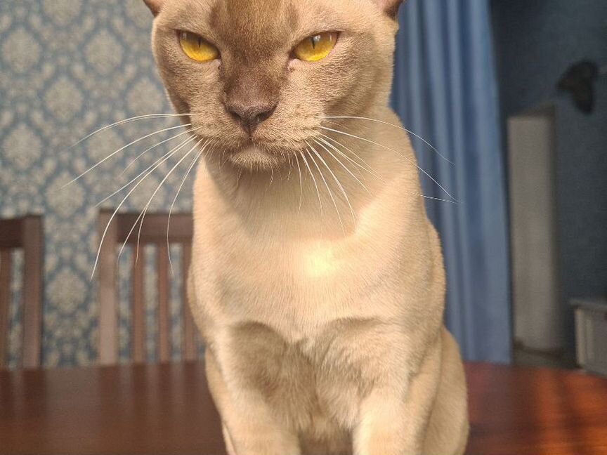 Кот Бурма вязка