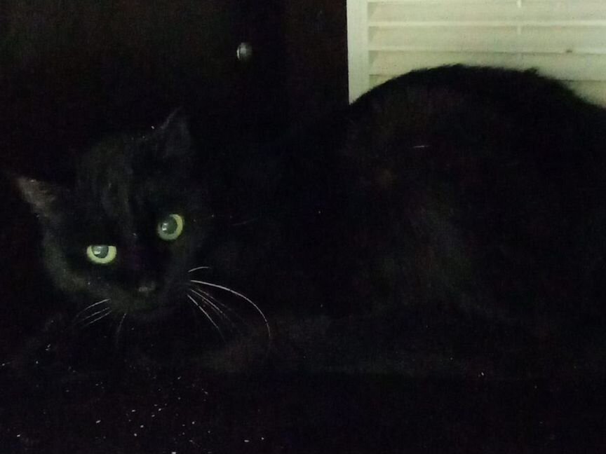 Кошки в добрые руки