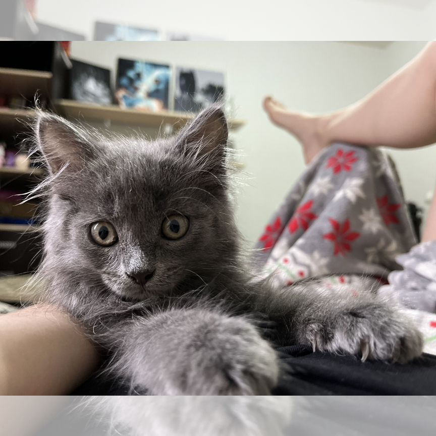 Котёнок в добрые руки