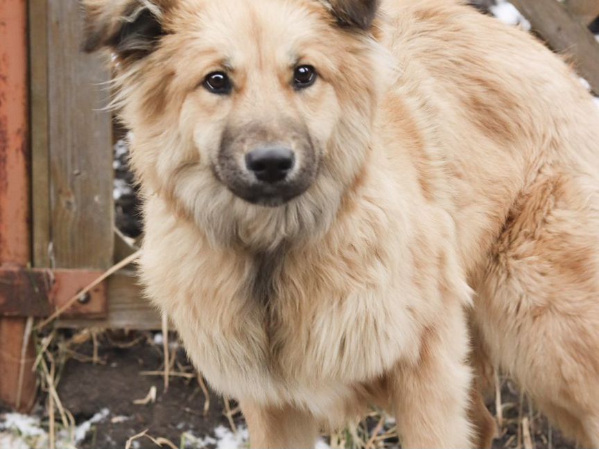 Щенок лохматый красиввй