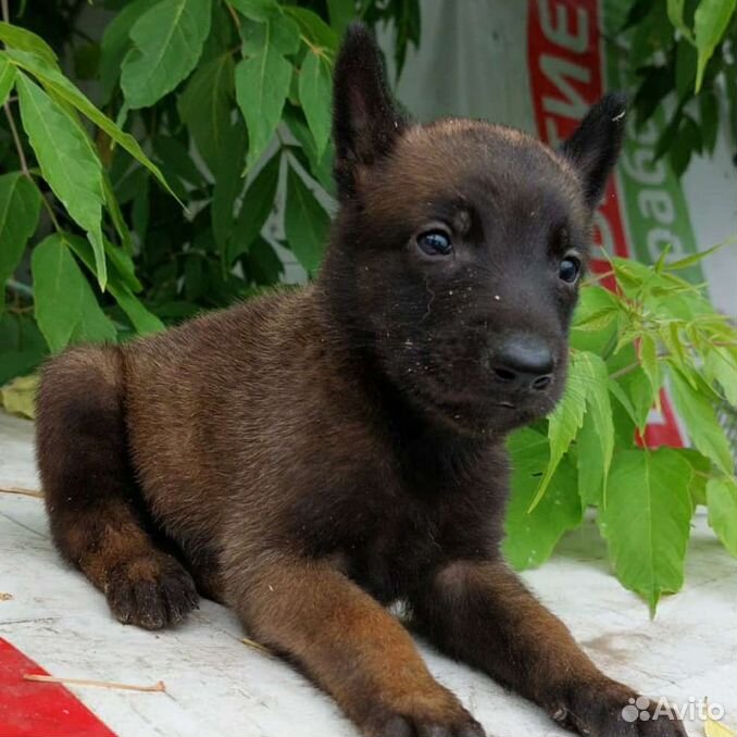 Бельгийская овчарка малинуа, грюнендаль
