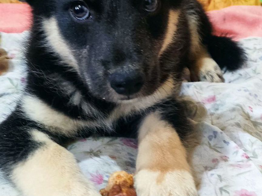 Симпатичный мальчуган Мухтарчик