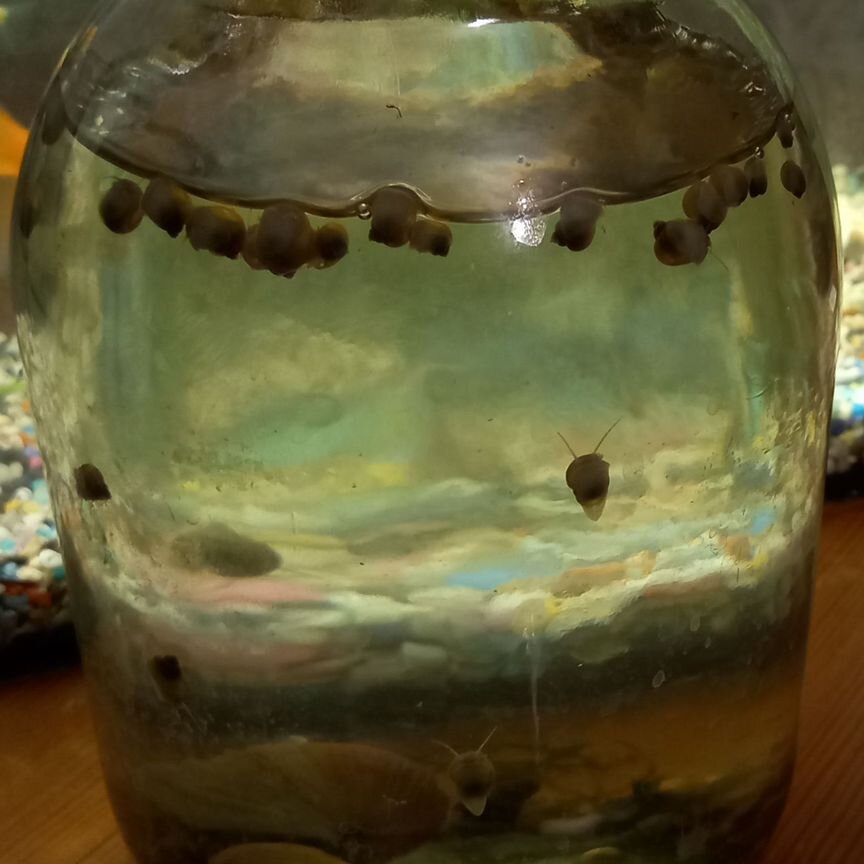 Улитки ампулярии