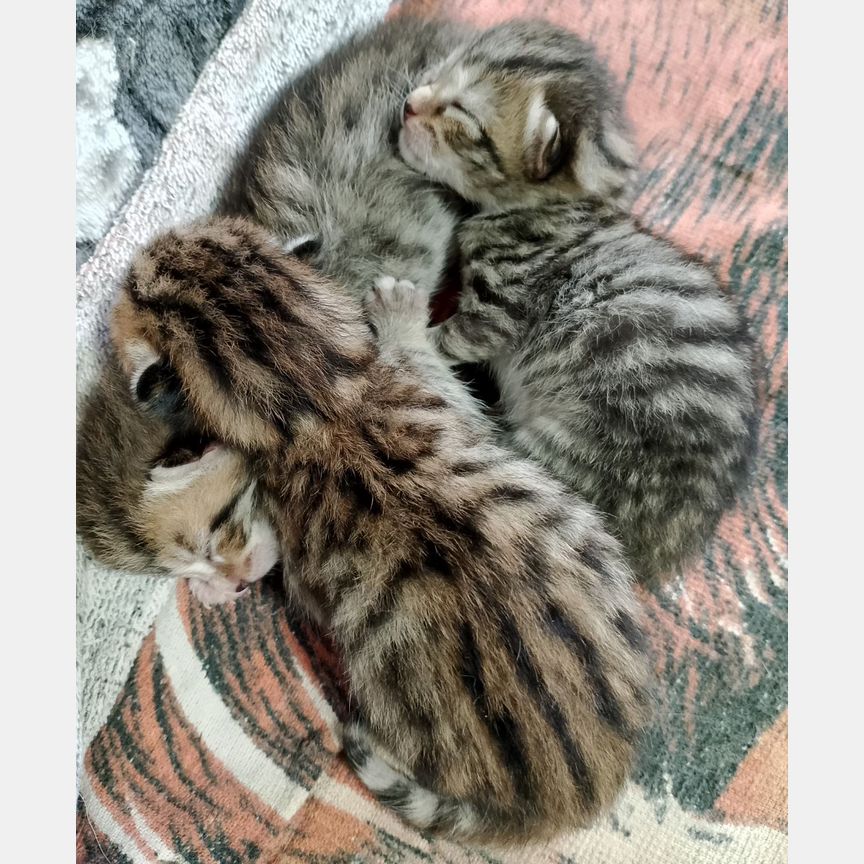 Котята в добрые руки бесплатно