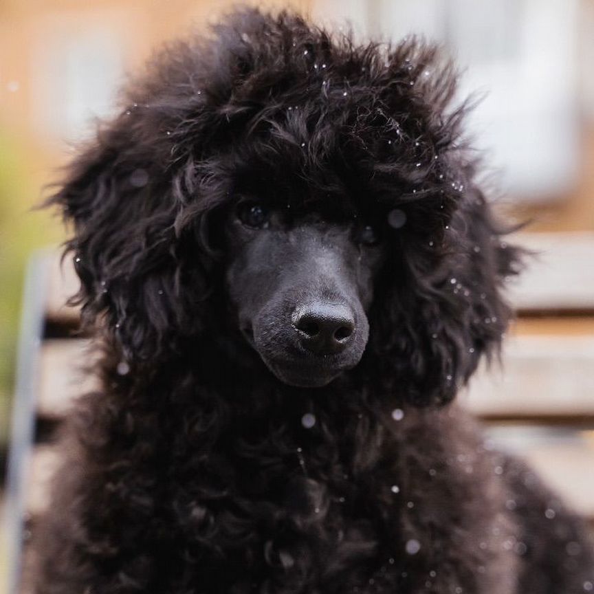 Пудель, щенок