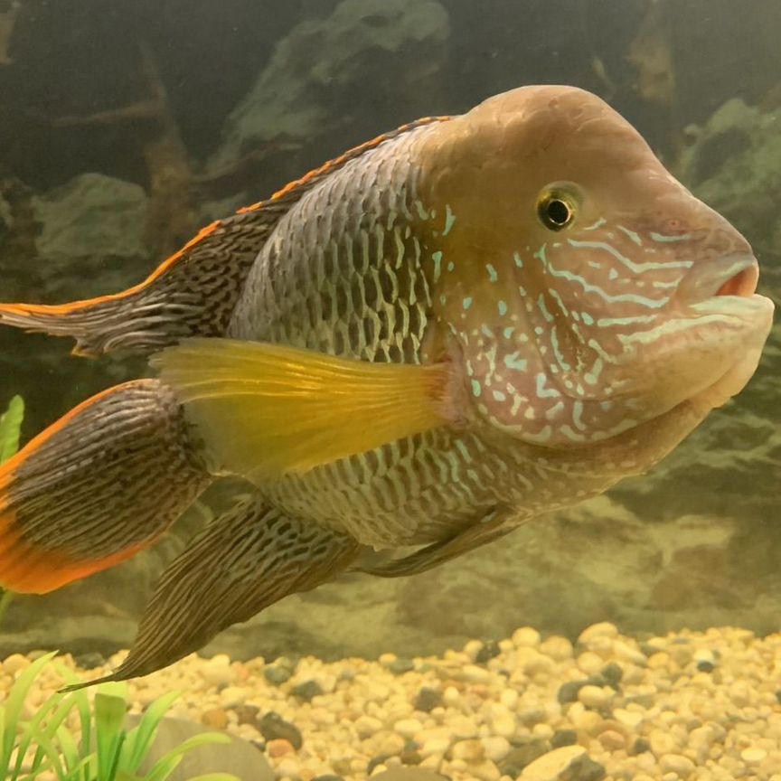 Акара бирюзовая Самец 25 см