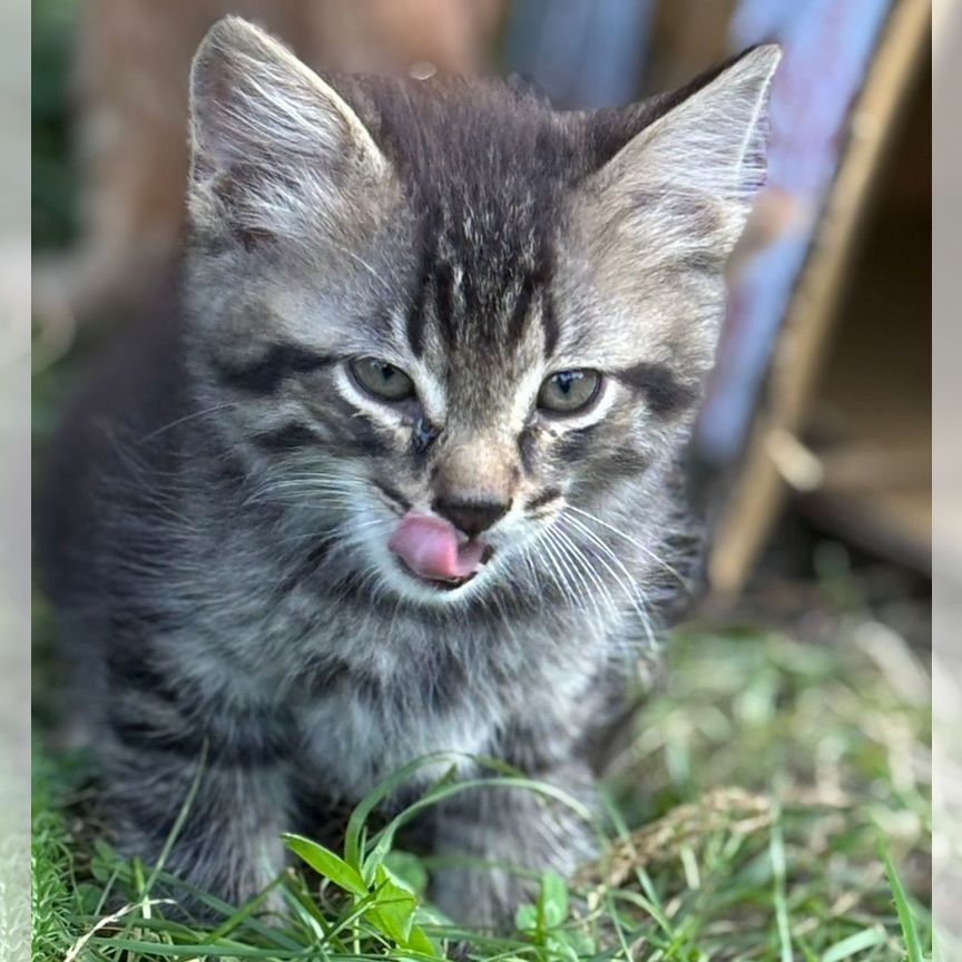 Котята