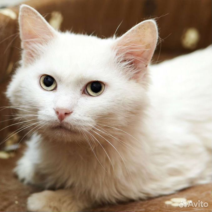 Породистые, красивые беляшики ищут добрых хозяев