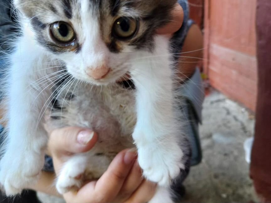 Котята в дар подбросили к подъезду