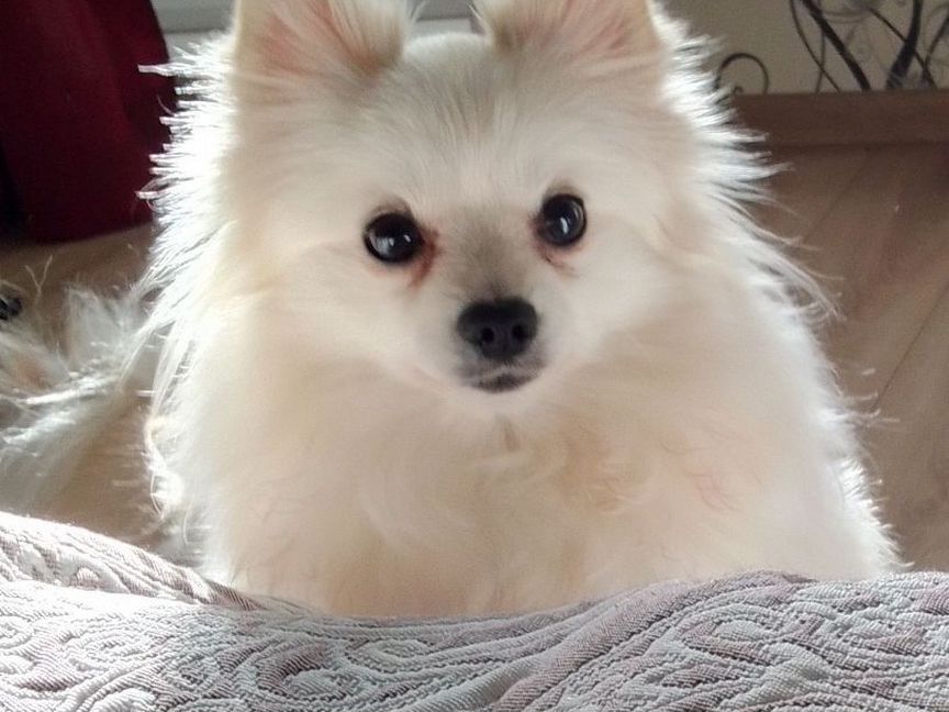 Шпиц девочка 9 мес