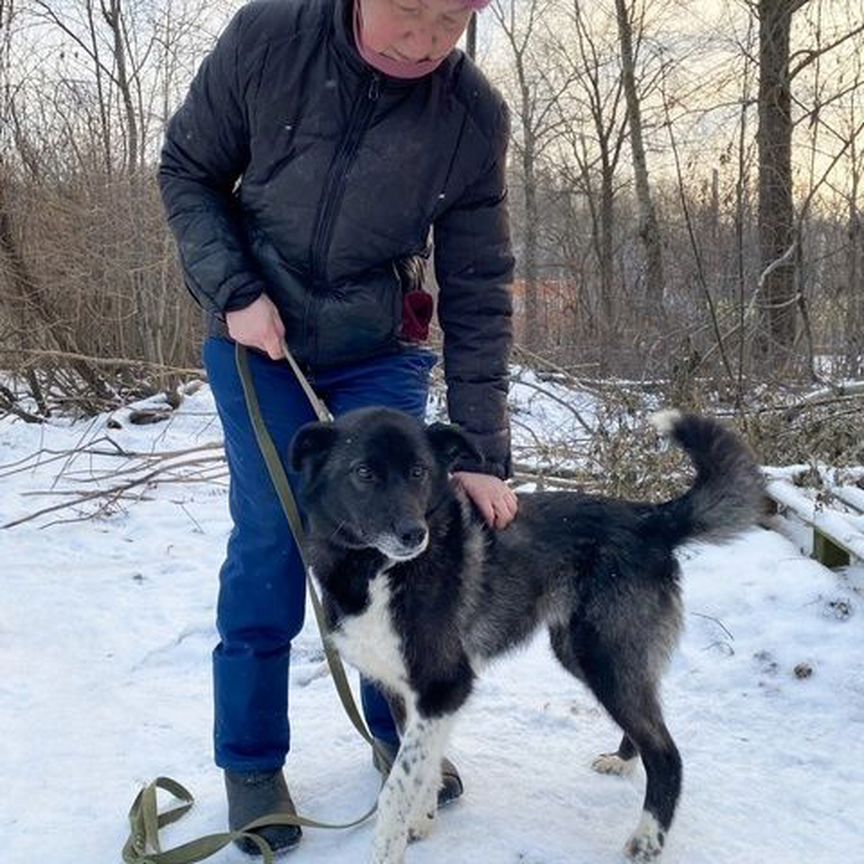 Собачка в добрые руки