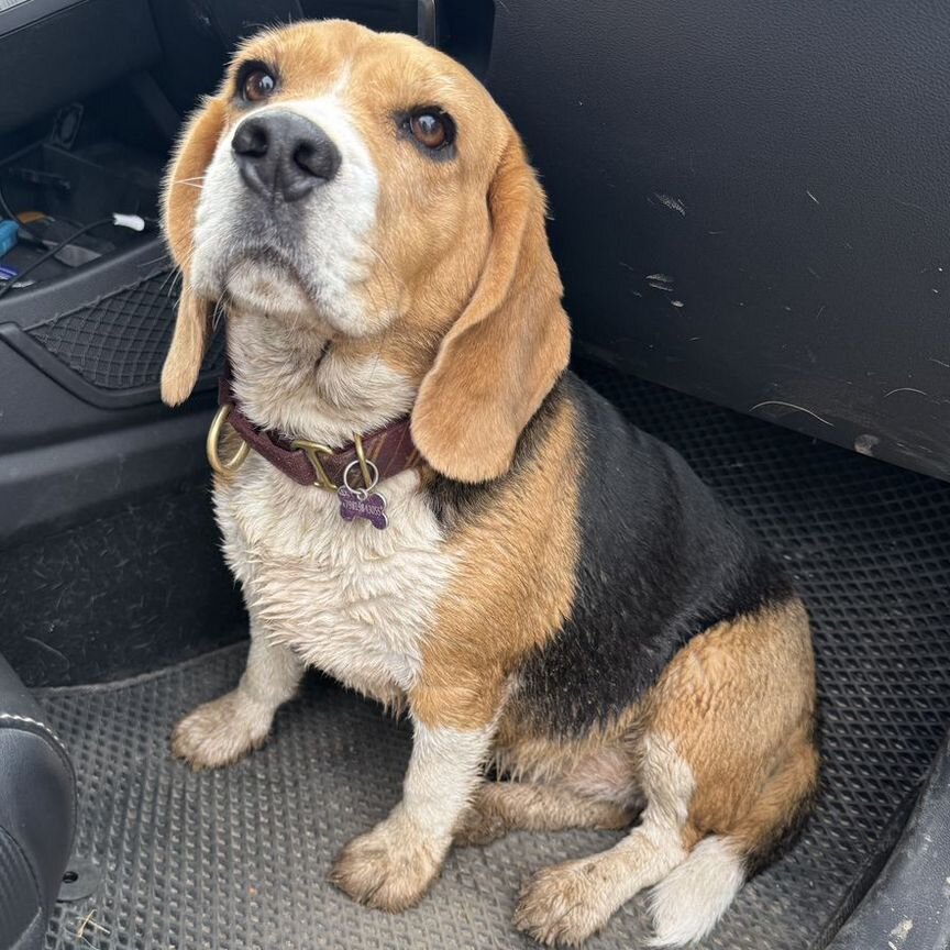 Бигль, взрослая собака