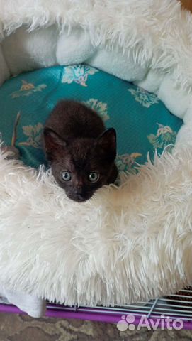 Котёнок Матвей в добрые руки