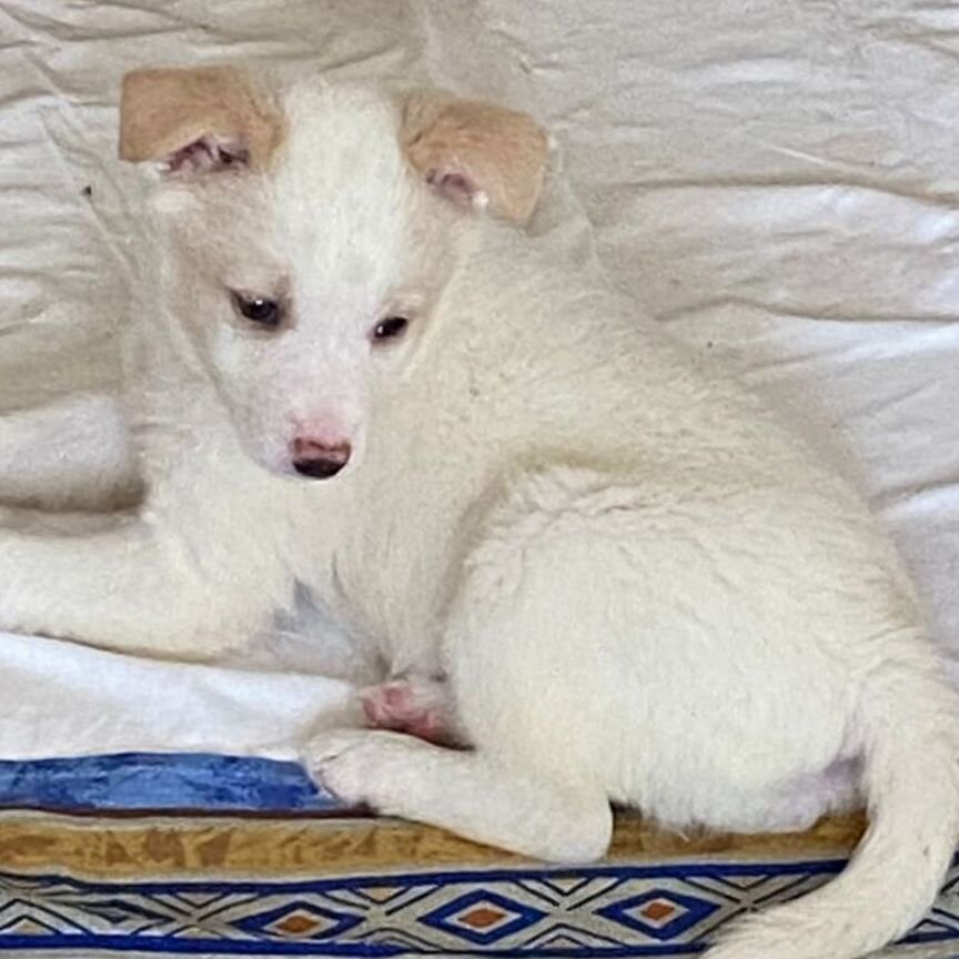 Щенок в добрые руки