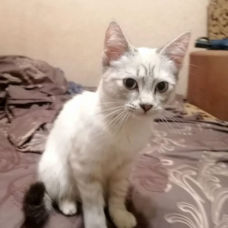 Котенок. Невская маскарадная девочка
