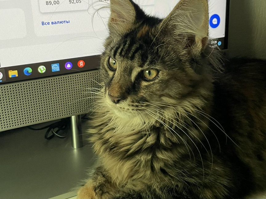 Кошка майкун