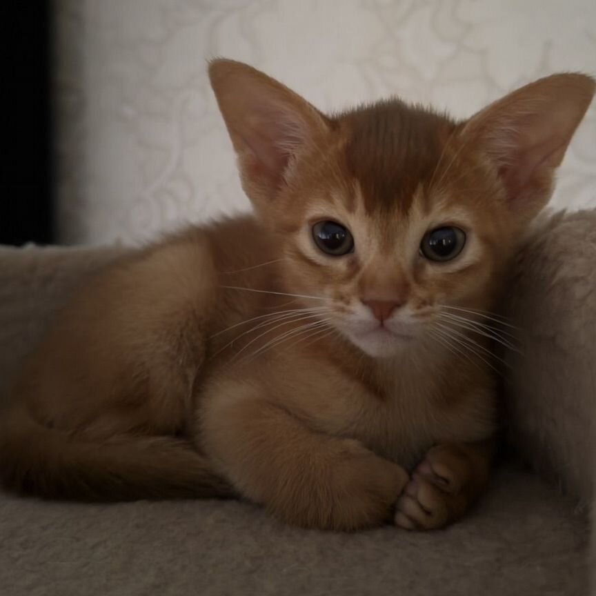 Абиссинский котёнок