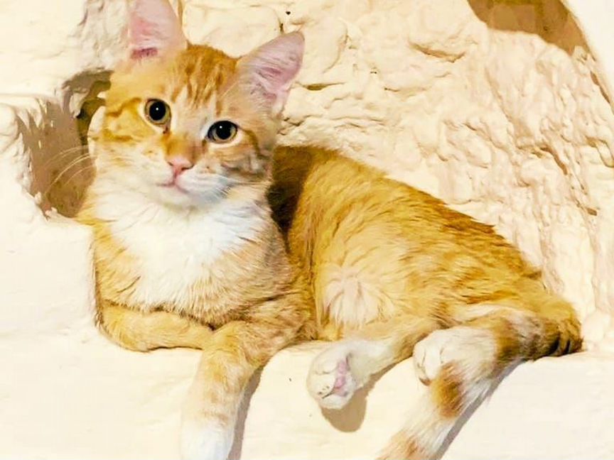 Котенок рыжий с белым умничка и помощник