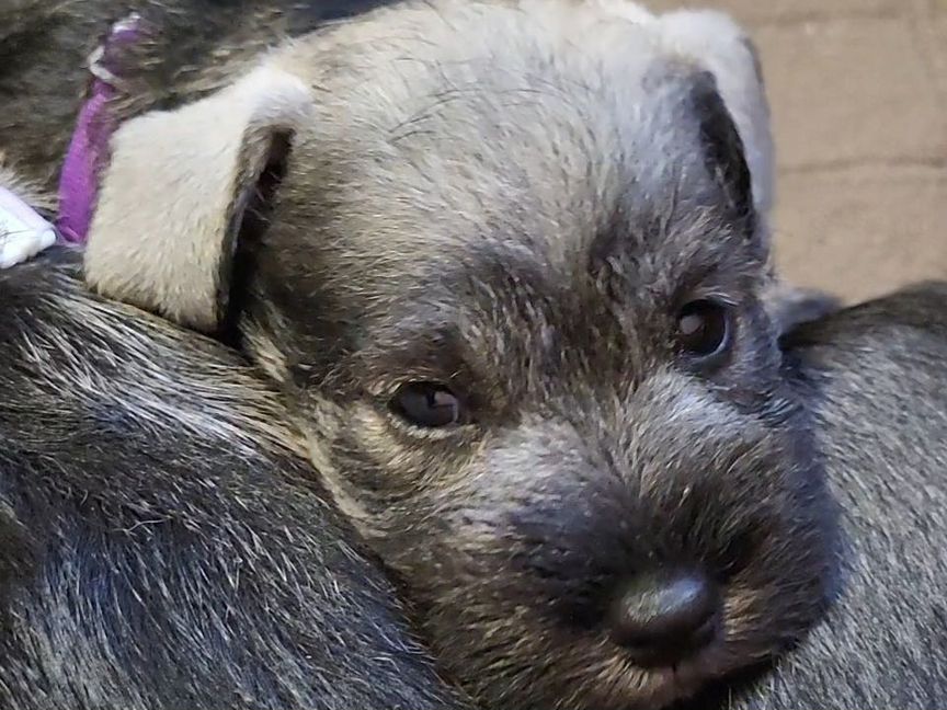 Щенок цвергшнауцера