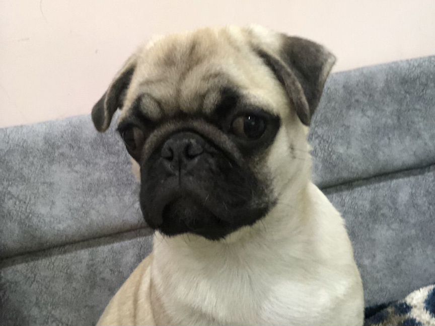 Щенки мопса