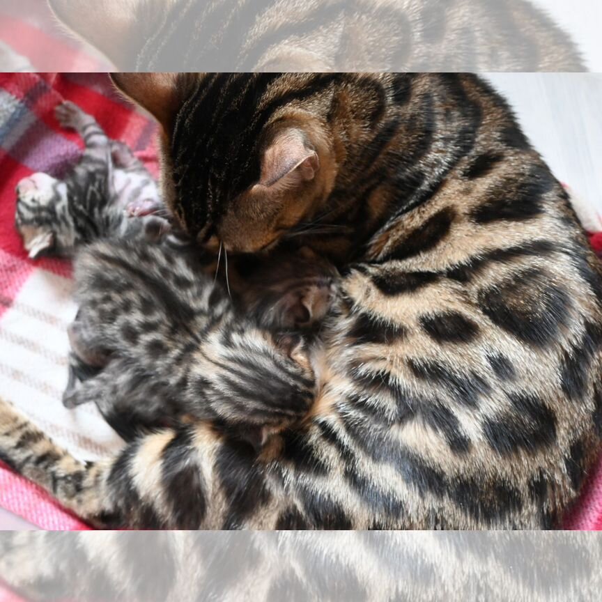 Бенгальские котята