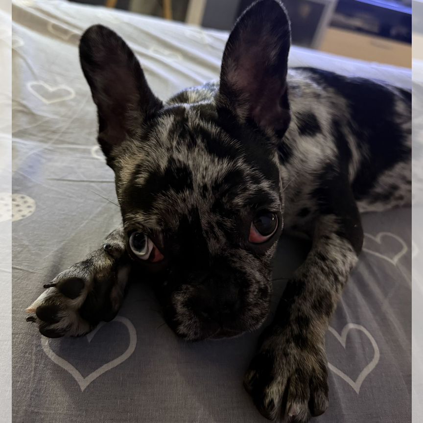 Французский бульдог, щенок