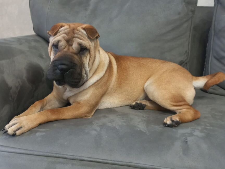 Щенки шарпей