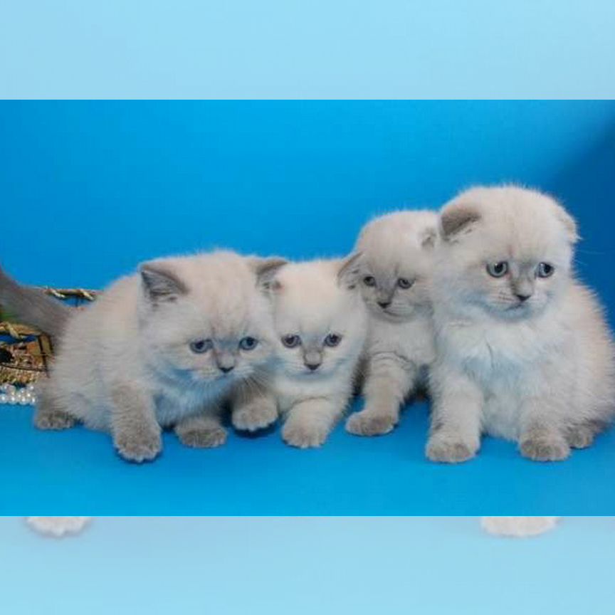 Шотландский вислоухий короткошёрстный котёнок