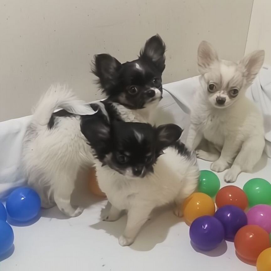 Чихуахуа, щенок