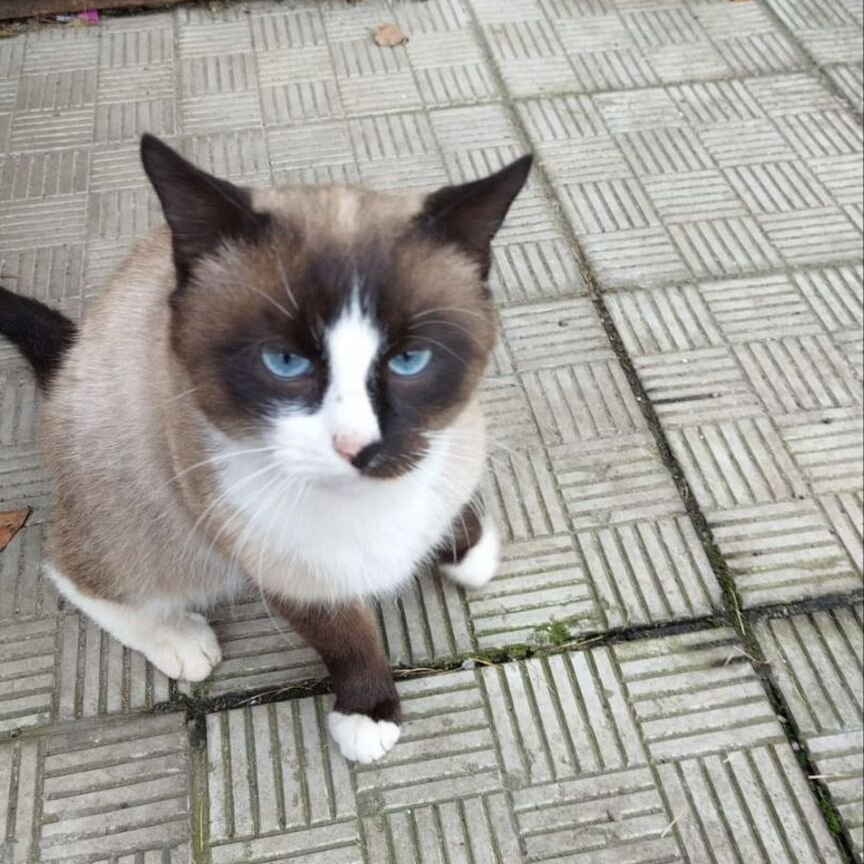 Котик в добрые руки