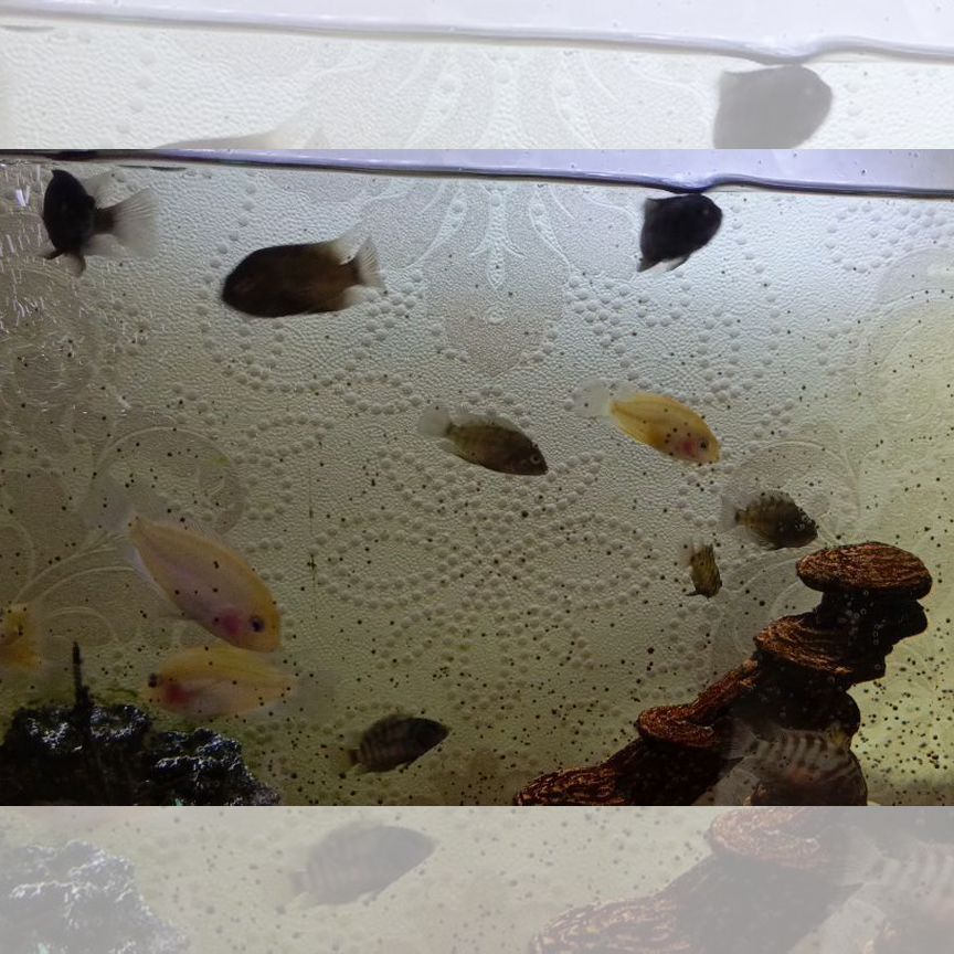 Продам мальков полосатой цихлазомы