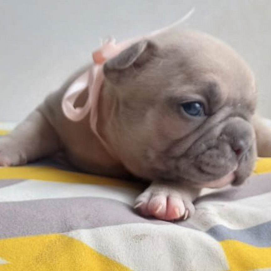 Французский бульдог, щенок