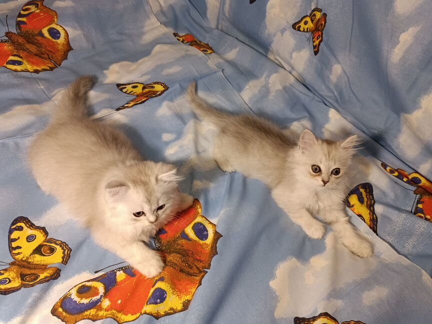 Красивые шиншилловые котики (ns11)