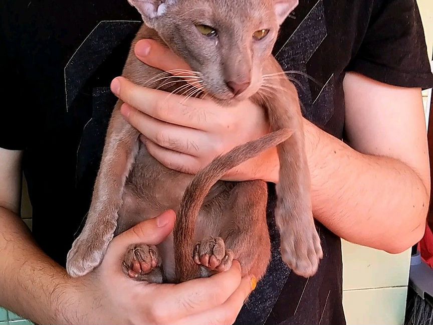 Лиловый котик с документами