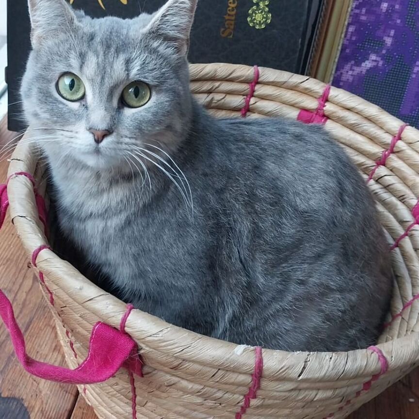 Взрослая кошка в добрые руки