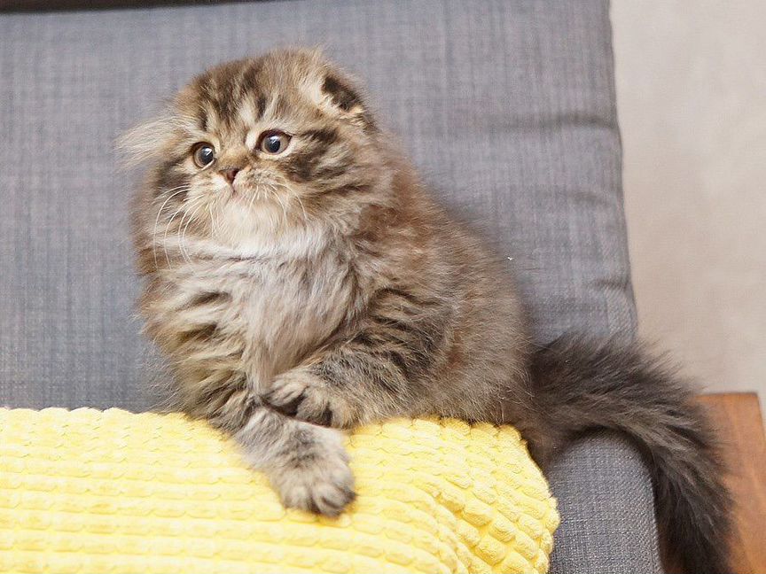Шотландский вислоухий котенок