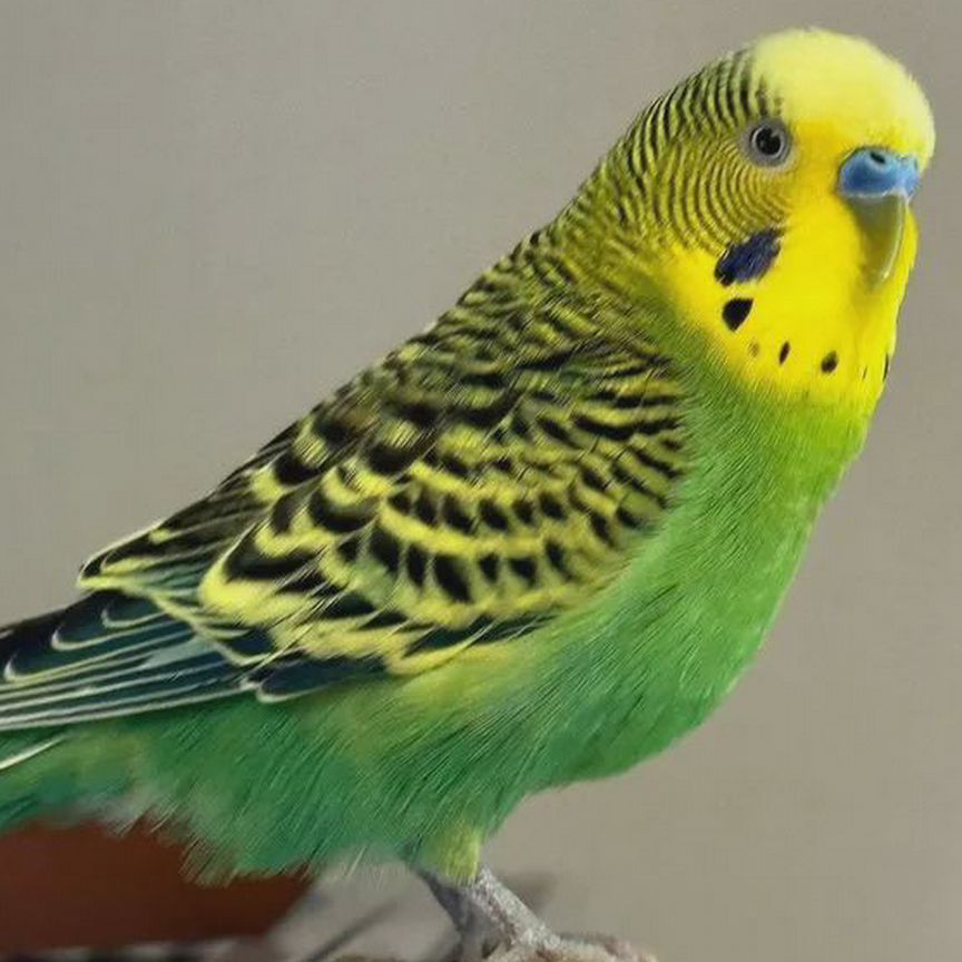 Птенцы волнистый попугай