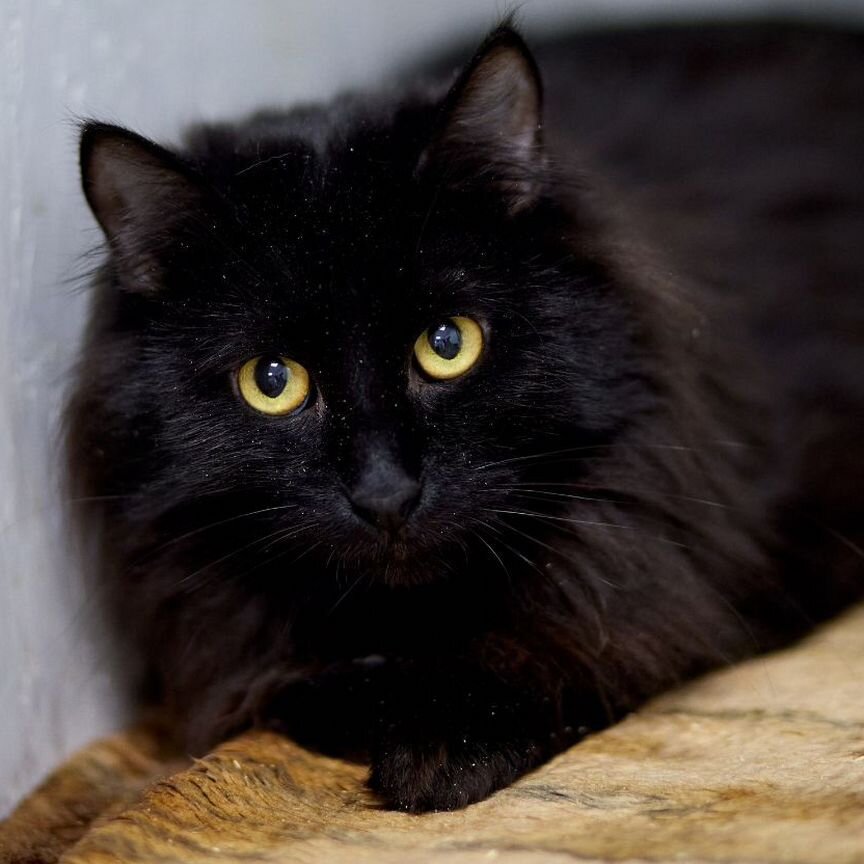 Взрослый кот в добрые руки