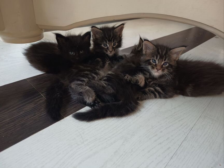 Котята мейн-кун