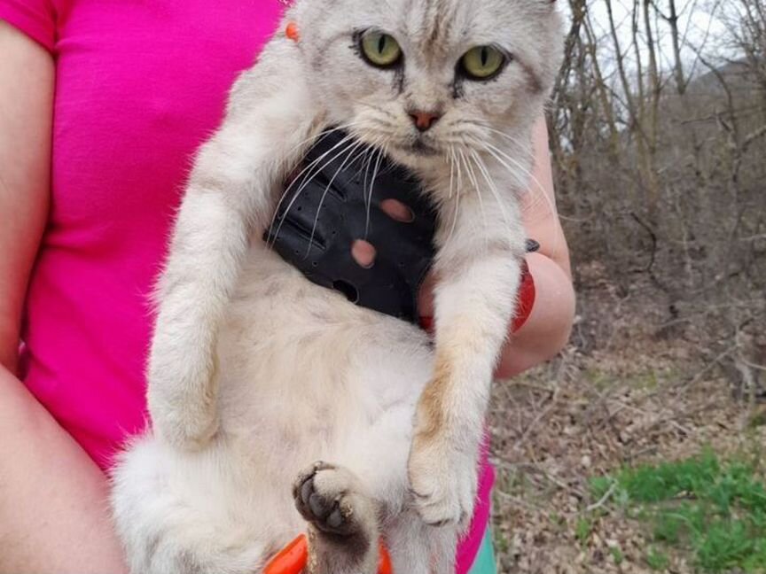 Санта ищет дом