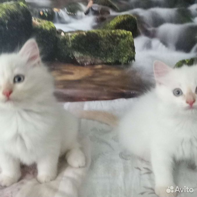 Котята метисы перса