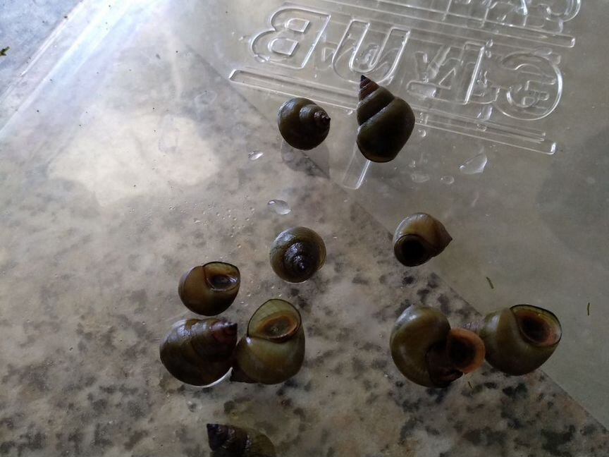 Улитка Торпедо. Аквариумная