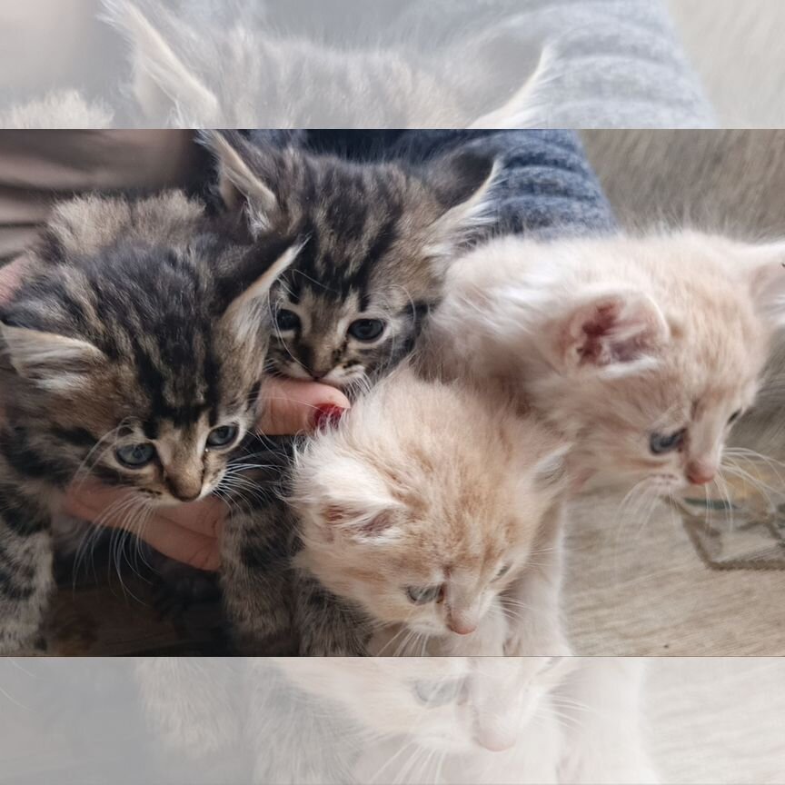 Котёнок в добрые руки