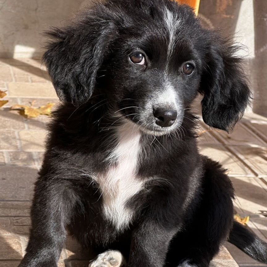 Собака в добрые руки отдам бесплатно